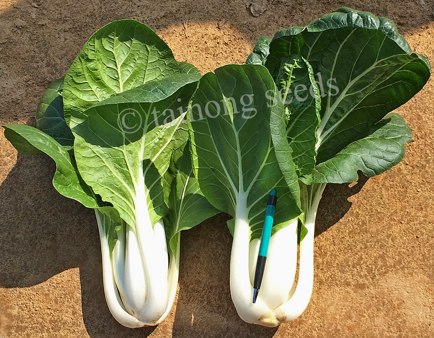 PAK CHOI WHITE STEM 小 白 菜 | Tainong Seeds Inc.