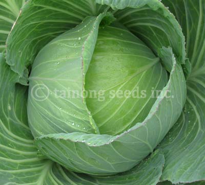 Cabbage: Flat types 高麗菜 | Tainong Seeds Inc.