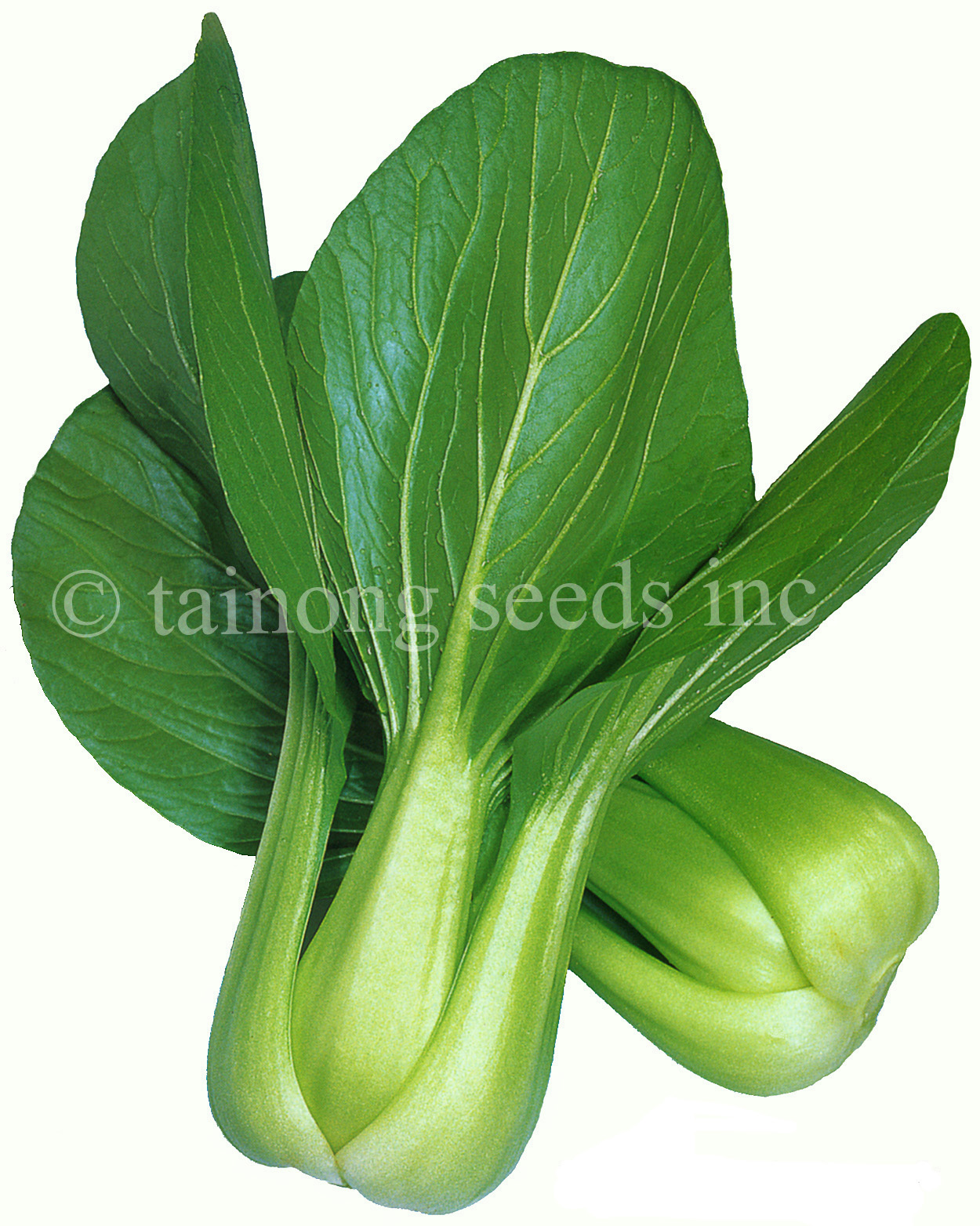 BOK CHOY SHANGHAI / CHING CHANG 青 江 白 菜 | Tainong Seeds Inc.