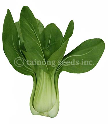 BOK CHOY SHANGHAI / CHING CHANG 青 江 白 菜 | Tainong Seeds Inc.