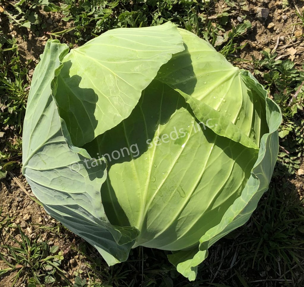 CABBAGE / FLAT TYPE 高 麗 菜 | Tainong Seeds Inc.