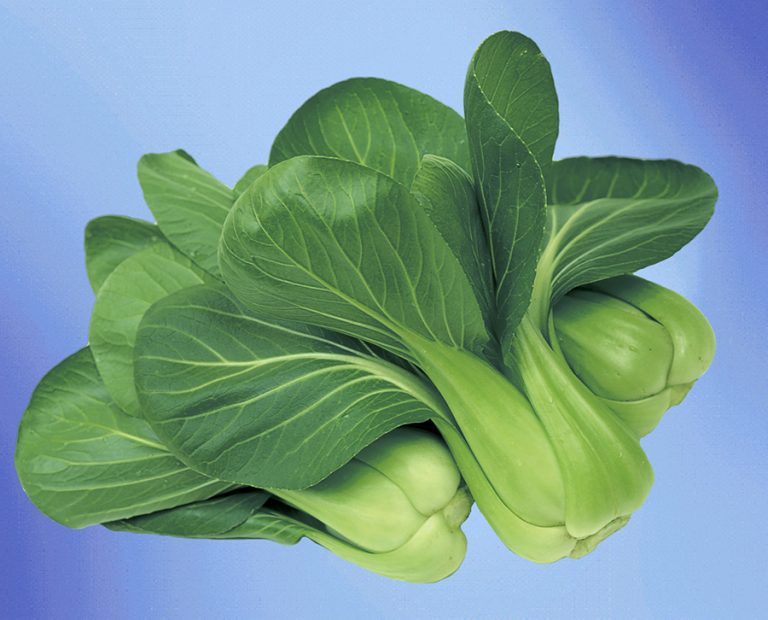 BOK CHOY SHANGHAI / CHING CHANG 青 江 白 菜 | Tainong Seeds Inc.